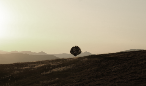 Ways to Make Your Blog Post More Visual | My Site Auditor